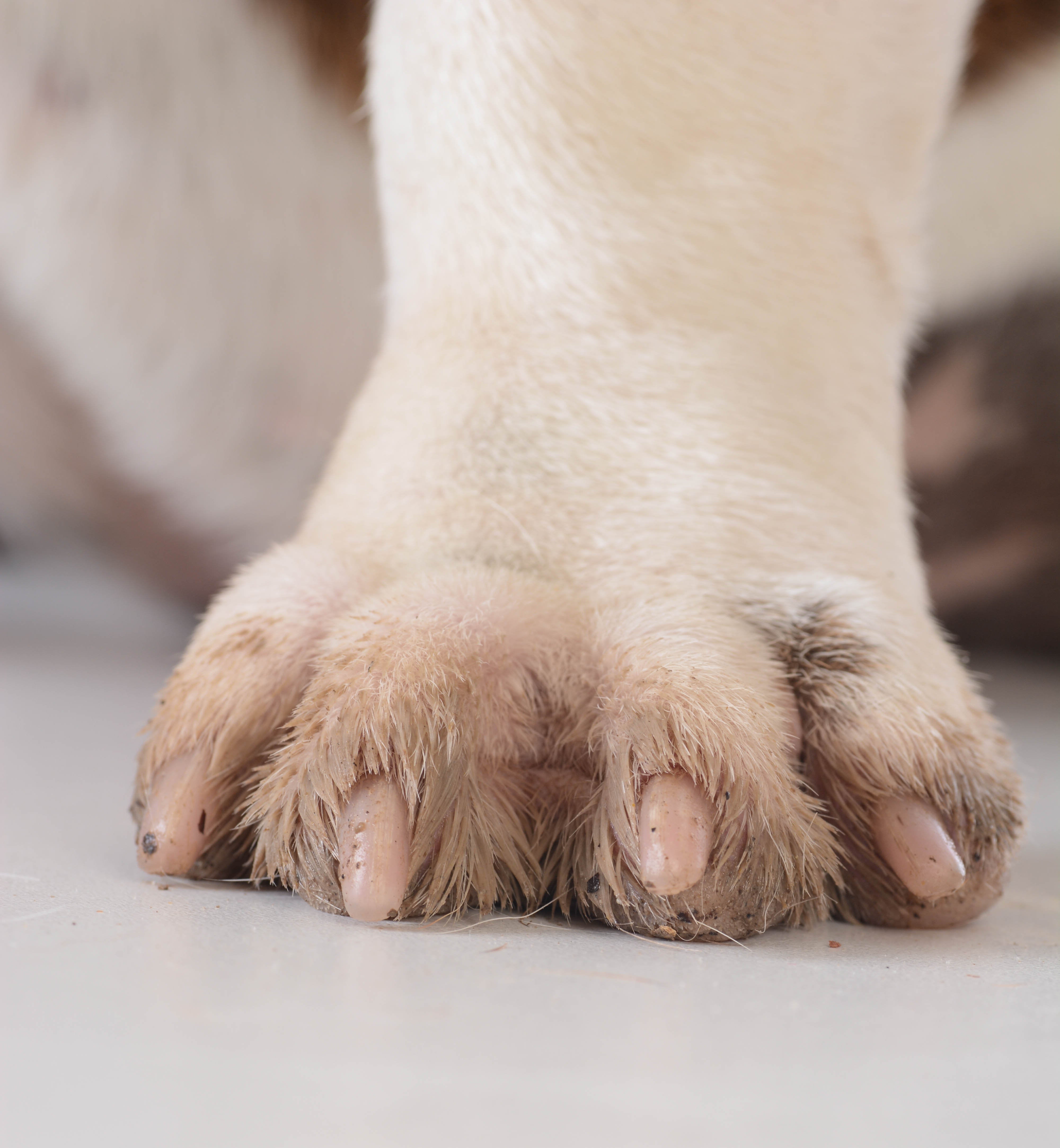 Seasonal Care for Dog Paws: Protecting Against Heat and Cold